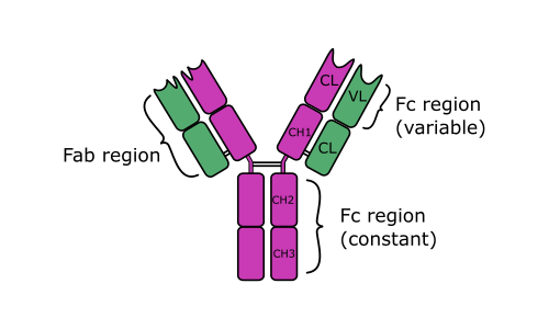 anti-Immunoglobulin D (IgD) secondary antibodies