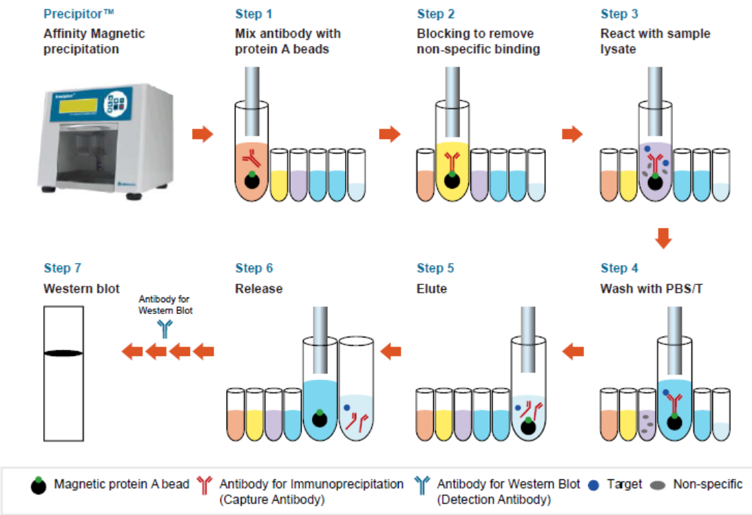 Matched antibody pairs for various purposes (Resources)