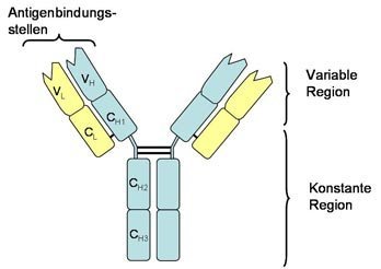Antibodies