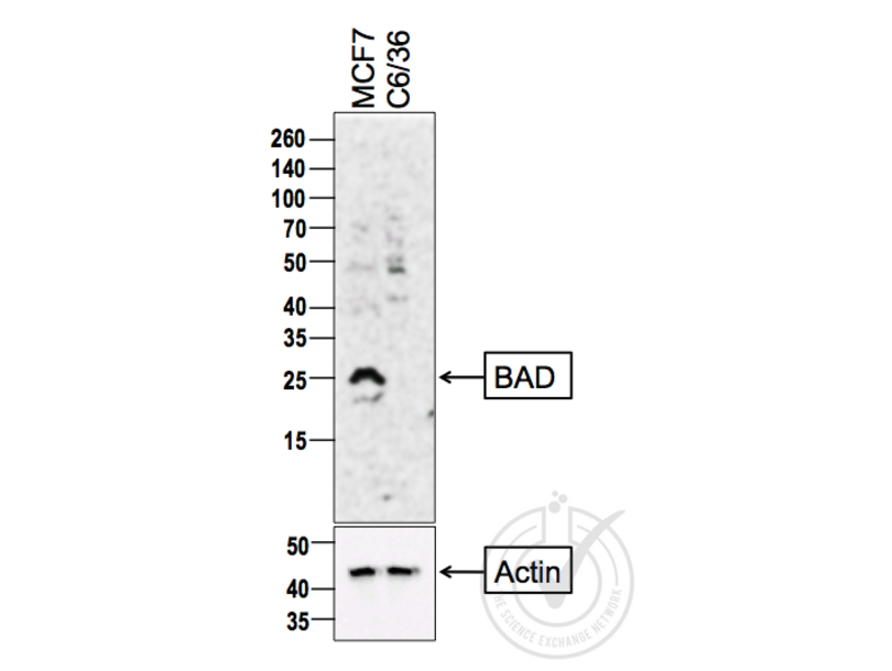 BAD Antibodies