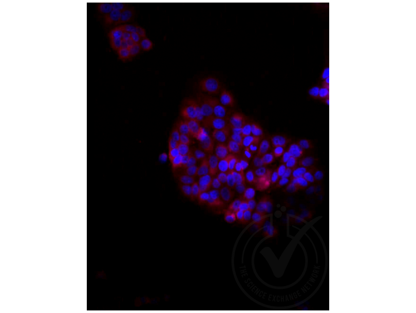 LRP2 Antibodies