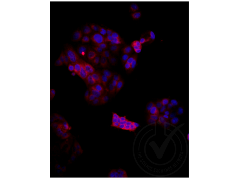 LRP2 Antibodies