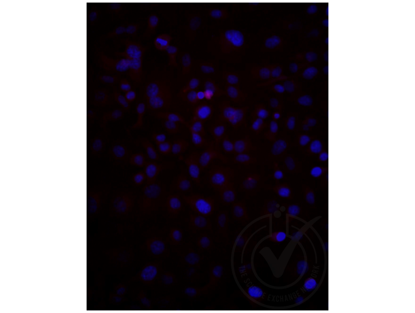 LRP2 Antibodies