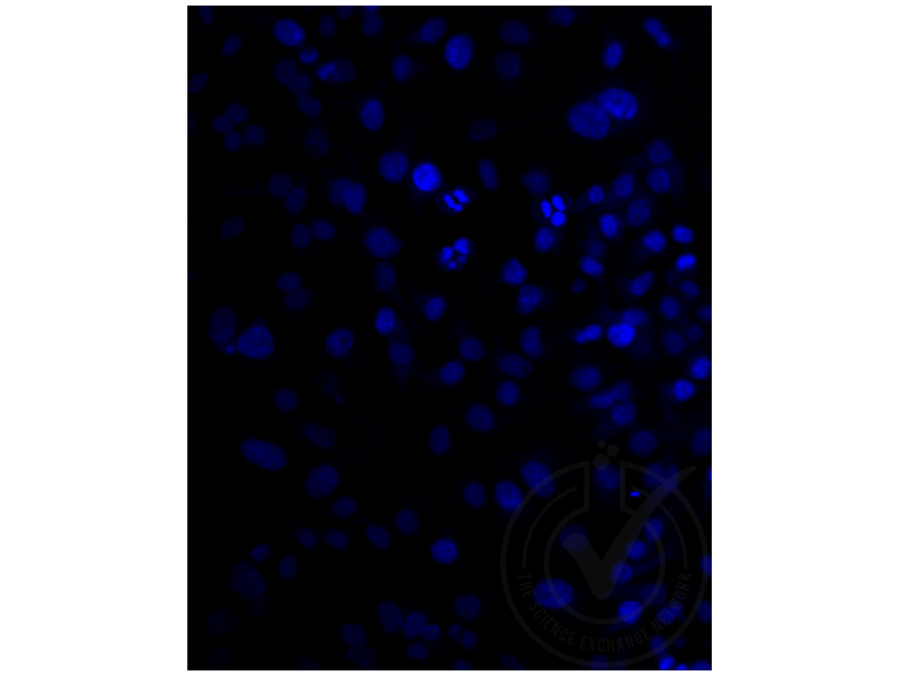 LRP2 Antibodies