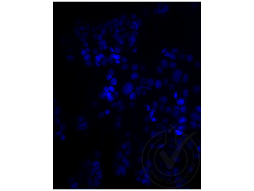 LRP2 Antibodies