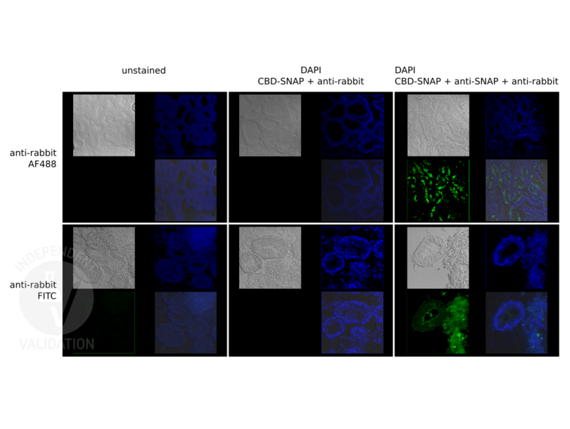 Anti-Rabbit Secondary Antibodies | www.antibodies-online.com