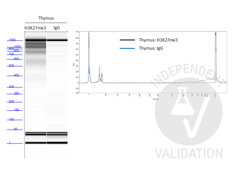Anti-Rabbit Secondary Antibodies | www.antibodies-online.com