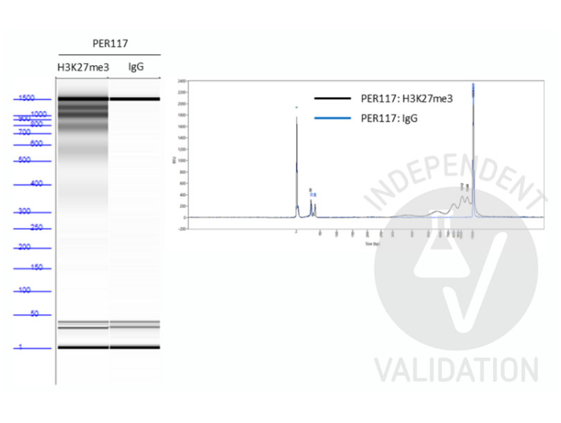 Anti-Rabbit Secondary Antibodies | www.antibodies-online.com