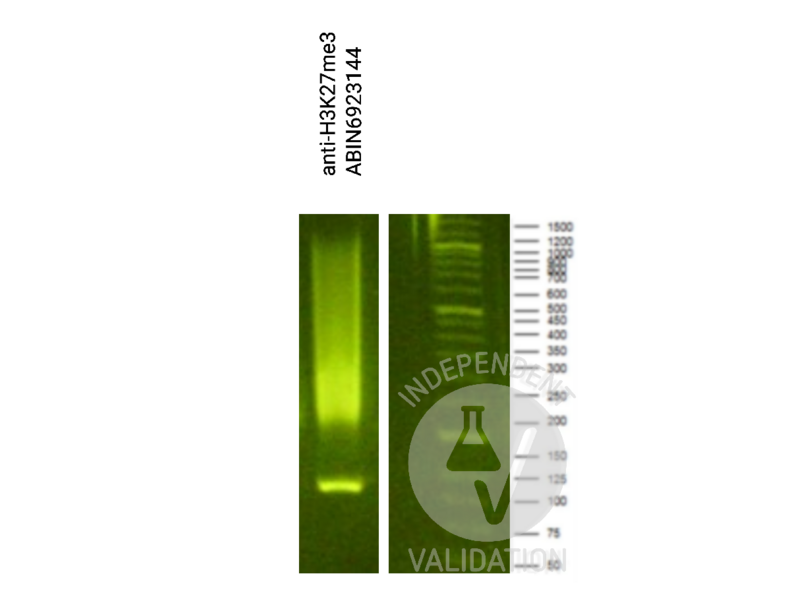Anti-Rabbit Secondary Antibodies | www.antibodies-online.com