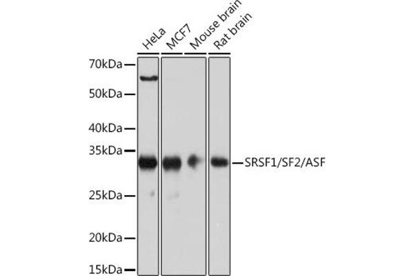 SRSF1 Antibodies