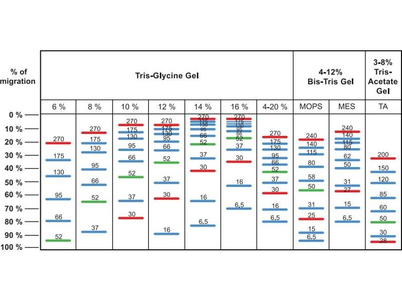 Abcam] Prestained Protein Ladder DAWINBIO, 11/01/2022