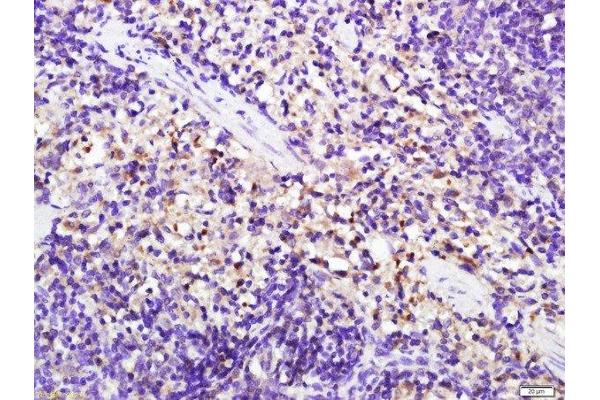 CD8 alpha Antibodies