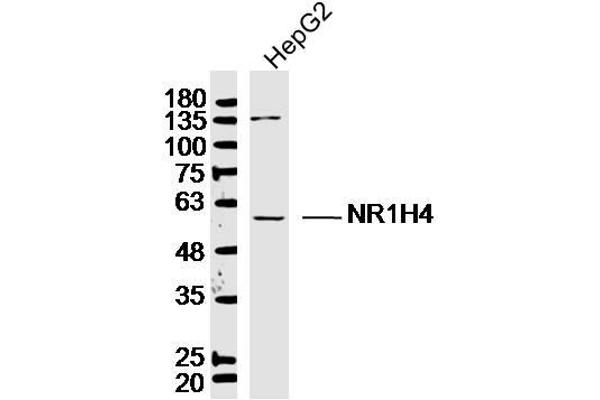 NR1H4 Antibodies