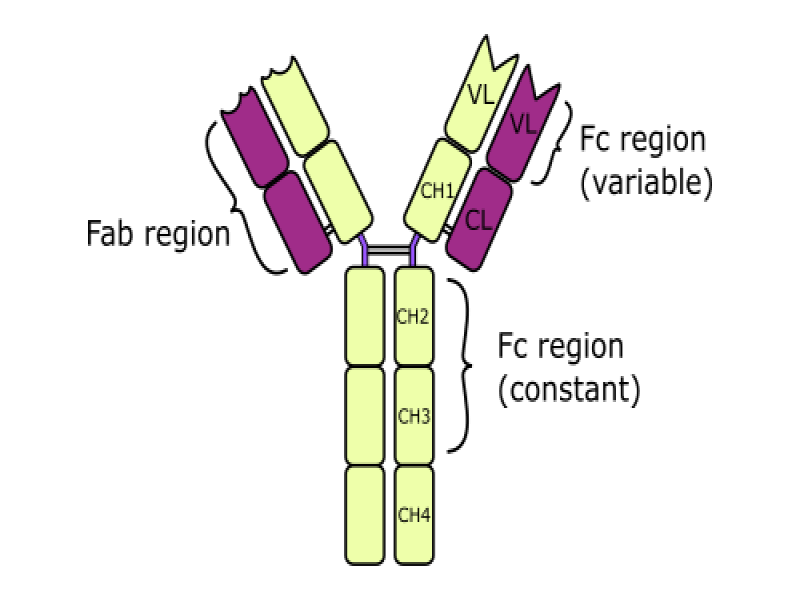 anti-Immunoglobulin E (IgE) secondary antibodies