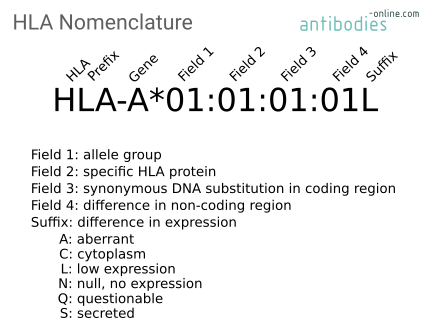 Major Histocompatibility Complex and Human Leukocyte Antigen | www ...