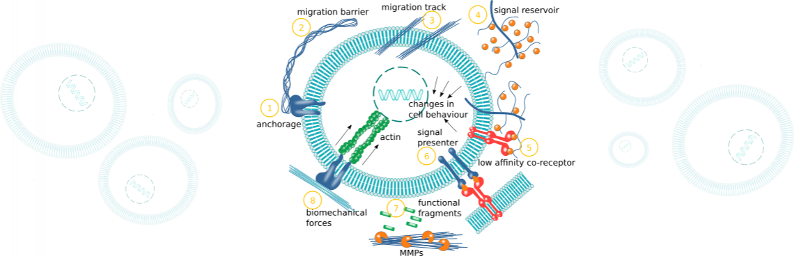 Extracellular Matrix (ECM), antibodies, kits, reagents | www.antibodies ...