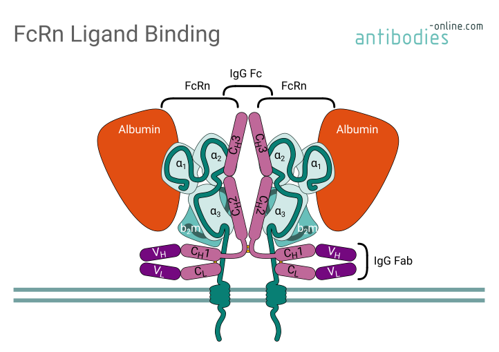 FcRn Antibodies