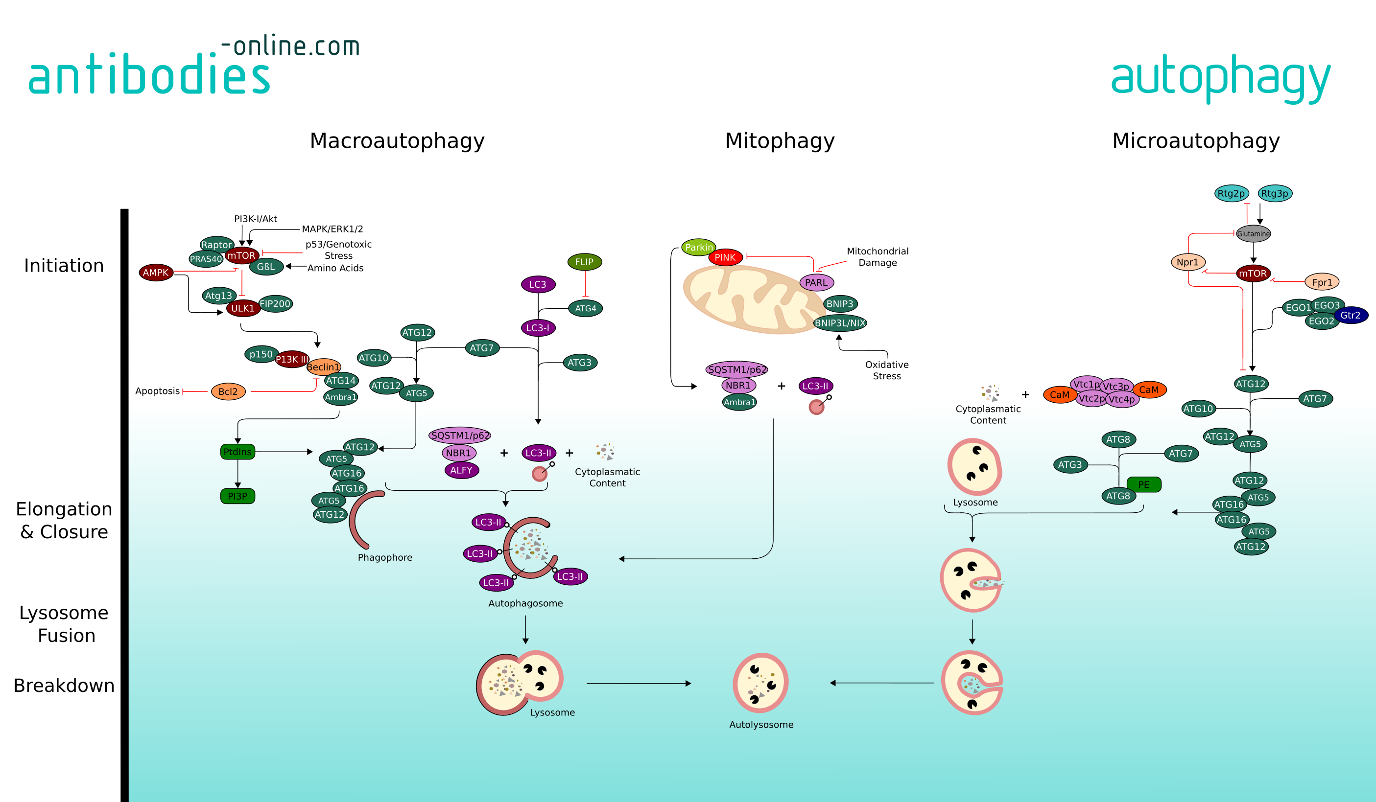 Pathways: Autophagy | www.antibodies-online.com
