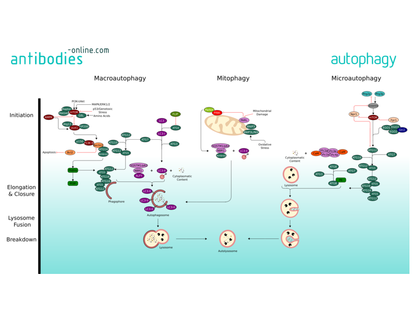 Pathways: Autophagy | www.antibodies-online.com