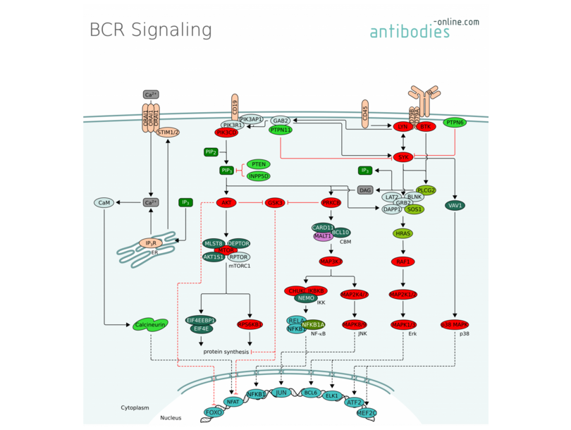 Pathways: BCR Signaling | www.antibodies-online.com