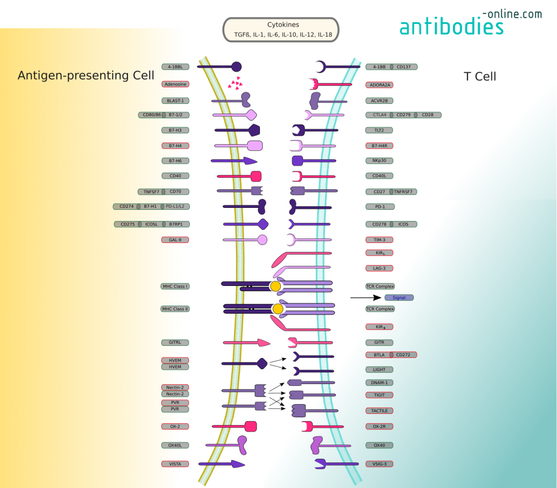 Pathways: Cancer Immune Checkpoints | www.antibodies-online.com