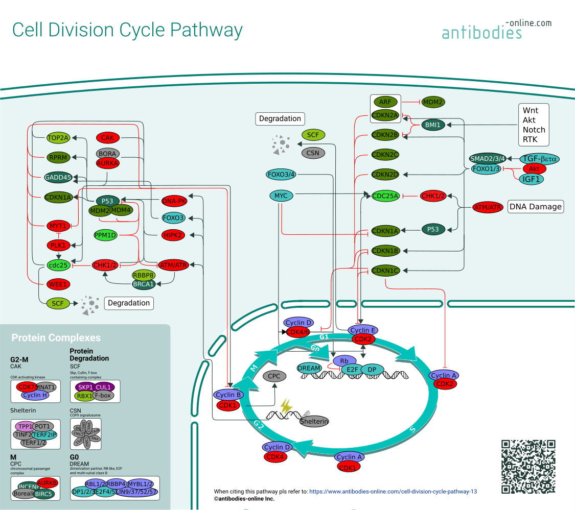Pathways: Cell Division Cycle | www.antibodies-online.com