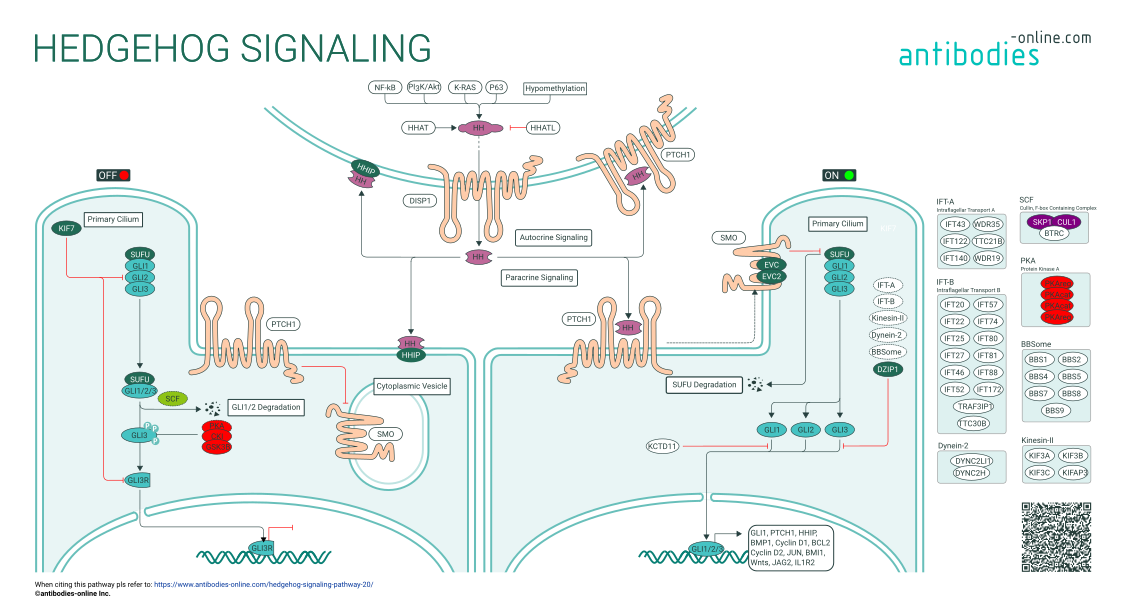 Pathways: Hedgehog Signaling | www.antibodies-online.com