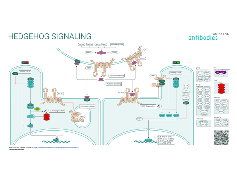 Pathways: Hedgehog Signaling | www.antibodies-online.com
