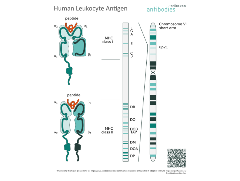 Pathways: Human Leukocyte Antigen (HLA) in Adaptive Immune Response ...