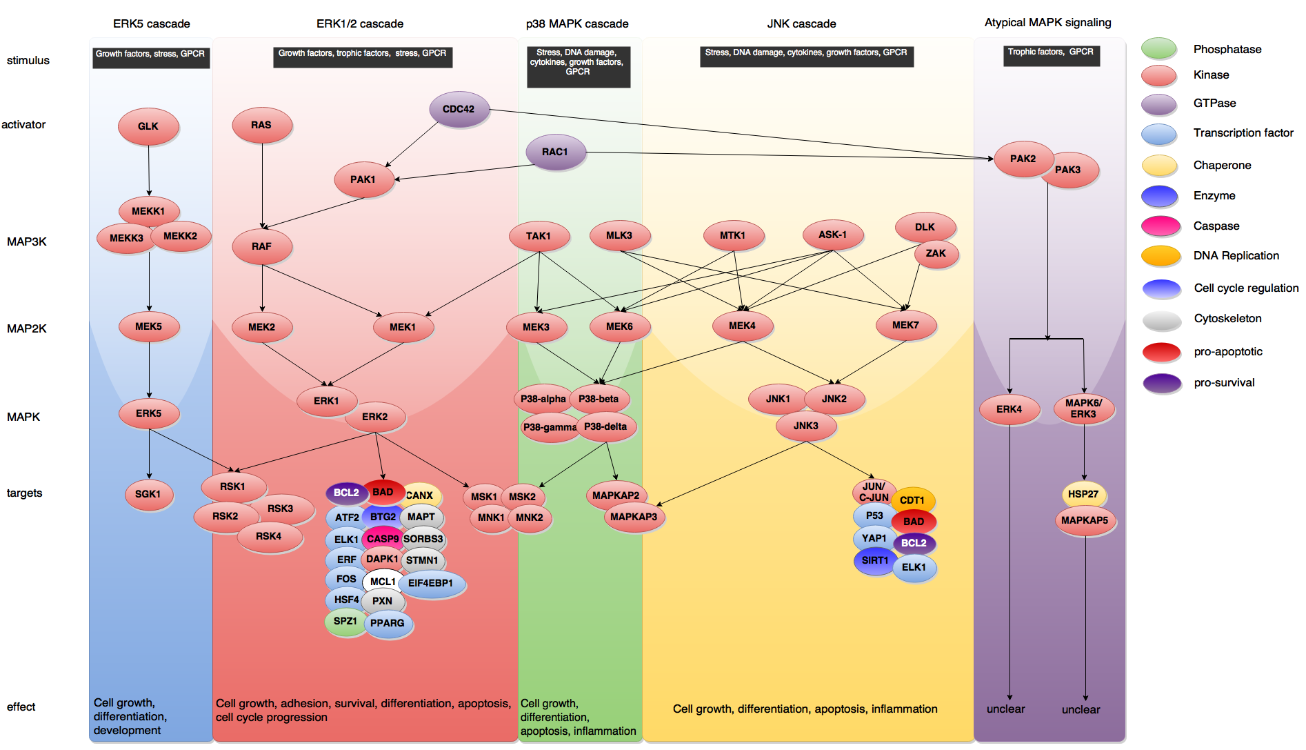 Pathways: MAPK Signaling | www.antibodies-online.com