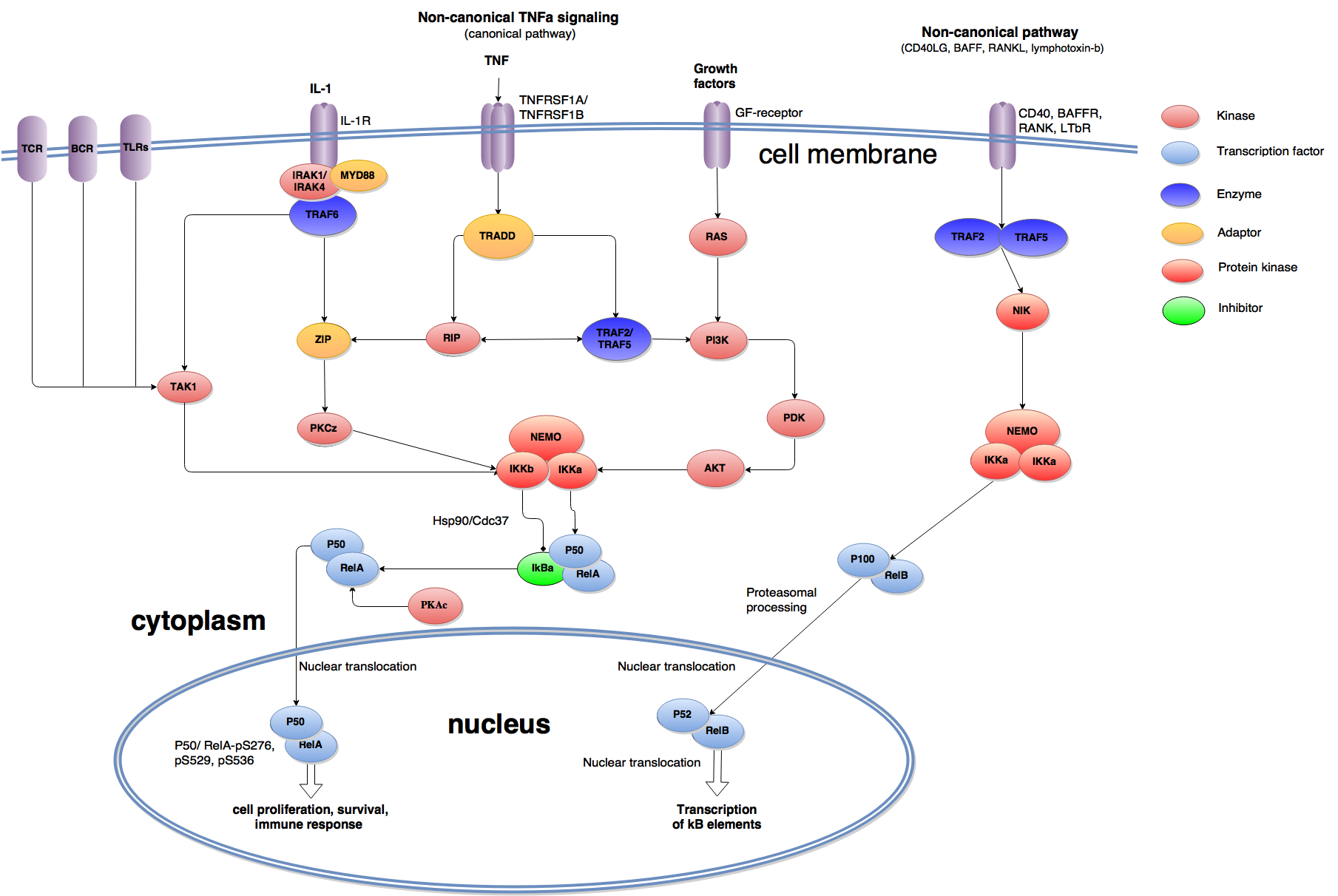 Pathways: NF-kappaB Signaling | www.antibodies-online.com