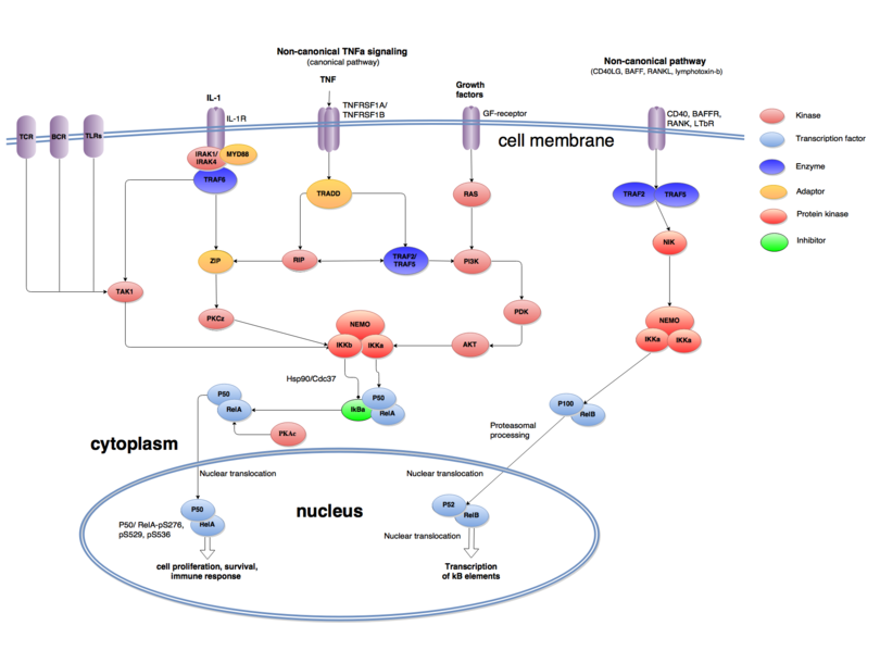 Pathways: NF-kappaB Signaling | www.antibodies-online.com