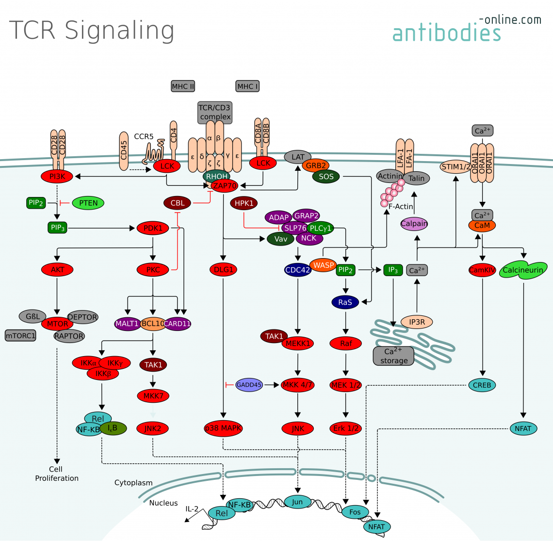 Pathways: TCR Signaling | www.antibodies-online.com