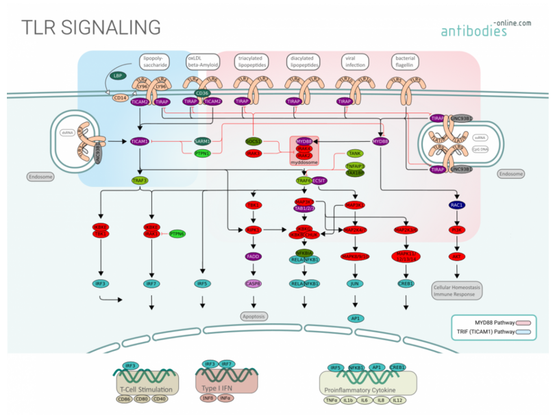 Pathways: TLR Signaling | www.antibodies-online.com