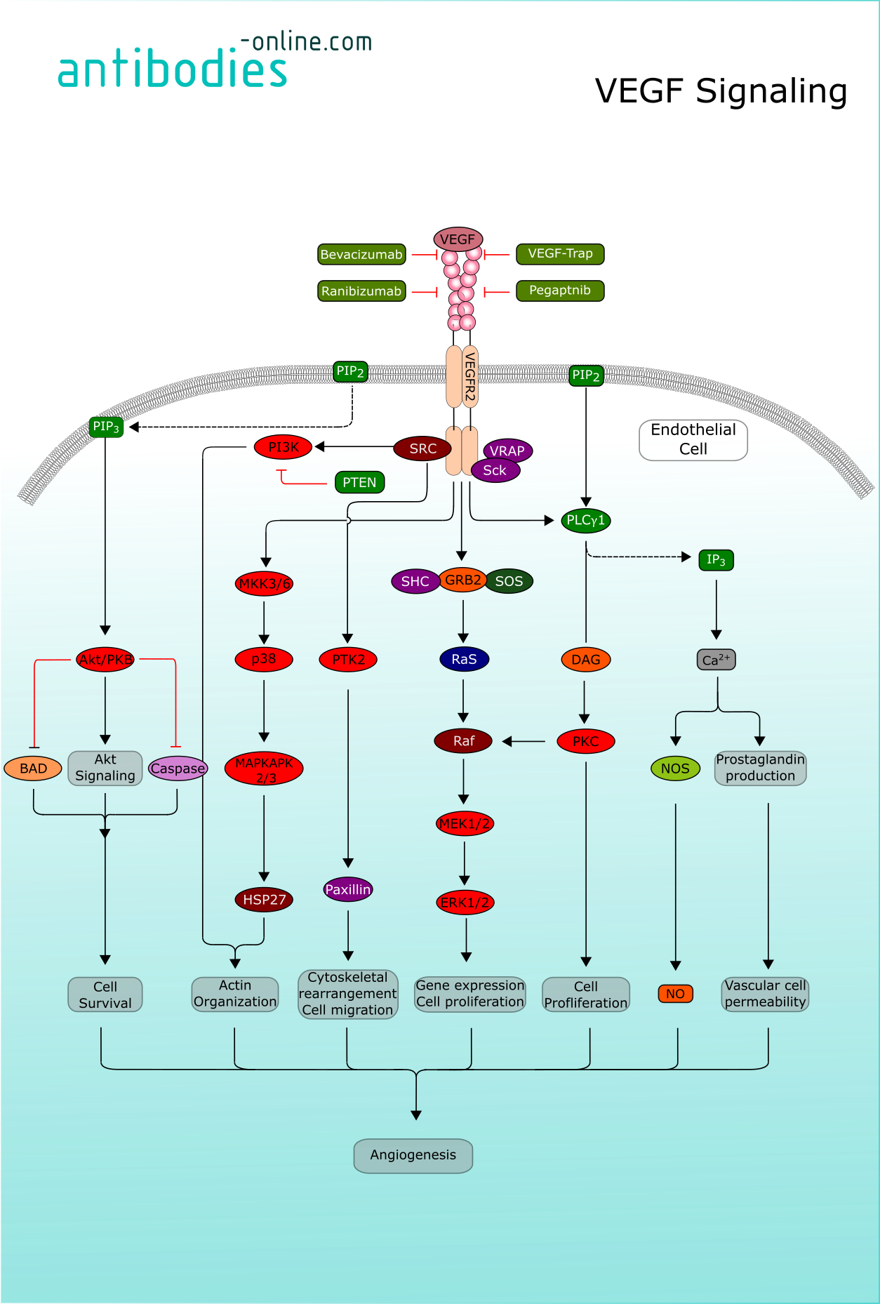 Pathways: VEGF Signaling | www.antibodies-online.com