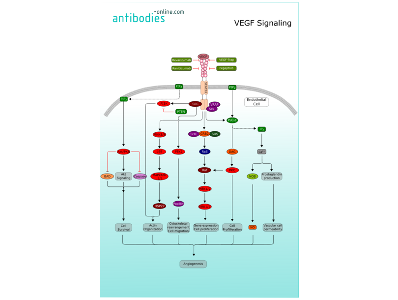 Pathways: VEGF Signaling | www.antibodies-online.com